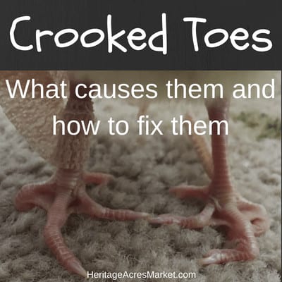 What Causes and How To Fix Crooked Toes on Chicks - Heritage Acres ...