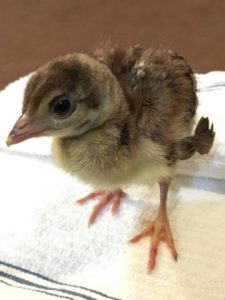 What Causes and How To Fix Crooked Toes on Chicks - Heritage Acres ...