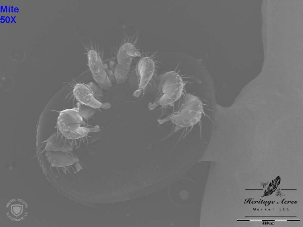High Magnification Varroa Mite Images - Heritage Acres Market LLC
