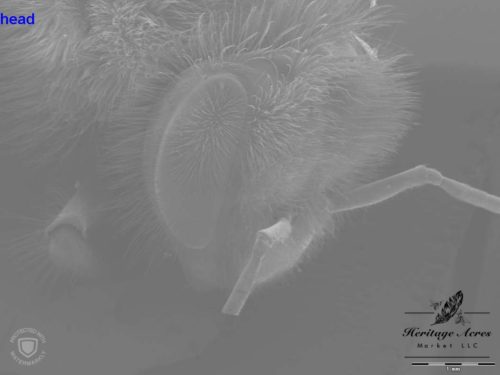 High Magnification Honey Bee Images - Heritage Acres Market LLC