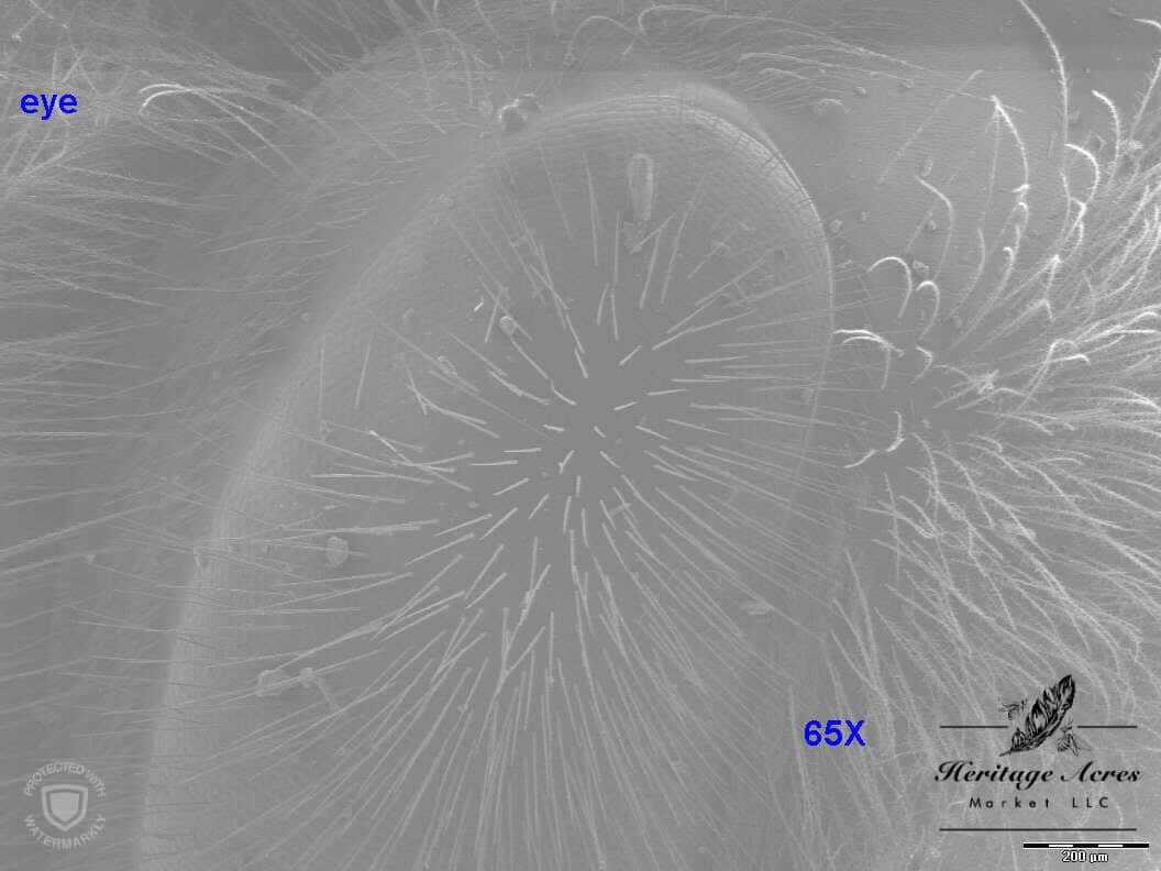 High Magnification Honey Bee Images - Heritage Acres Market LLC