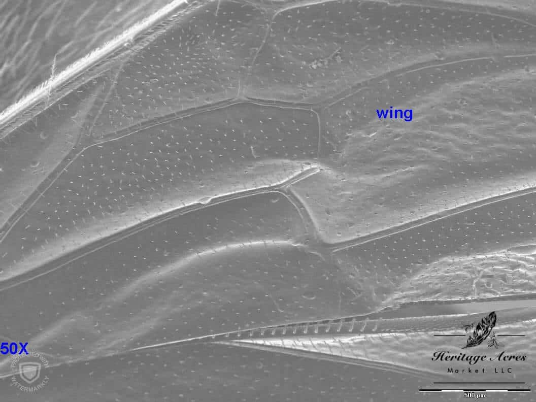 High Magnification Honey Bee Images - Heritage Acres Market LLC