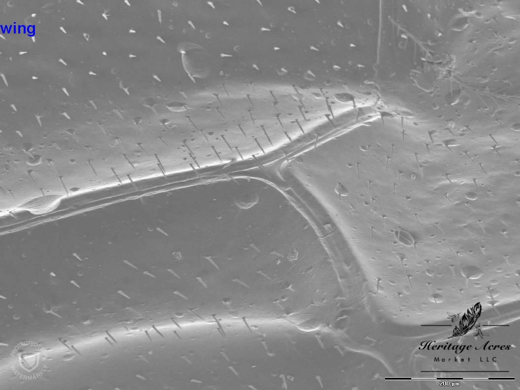 High Magnification Honey Bee Images - Heritage Acres Market LLC