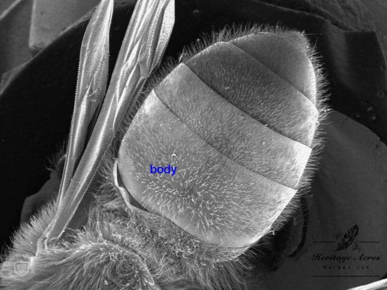 High Magnification Honey Bee Images - Heritage Acres Market LLC