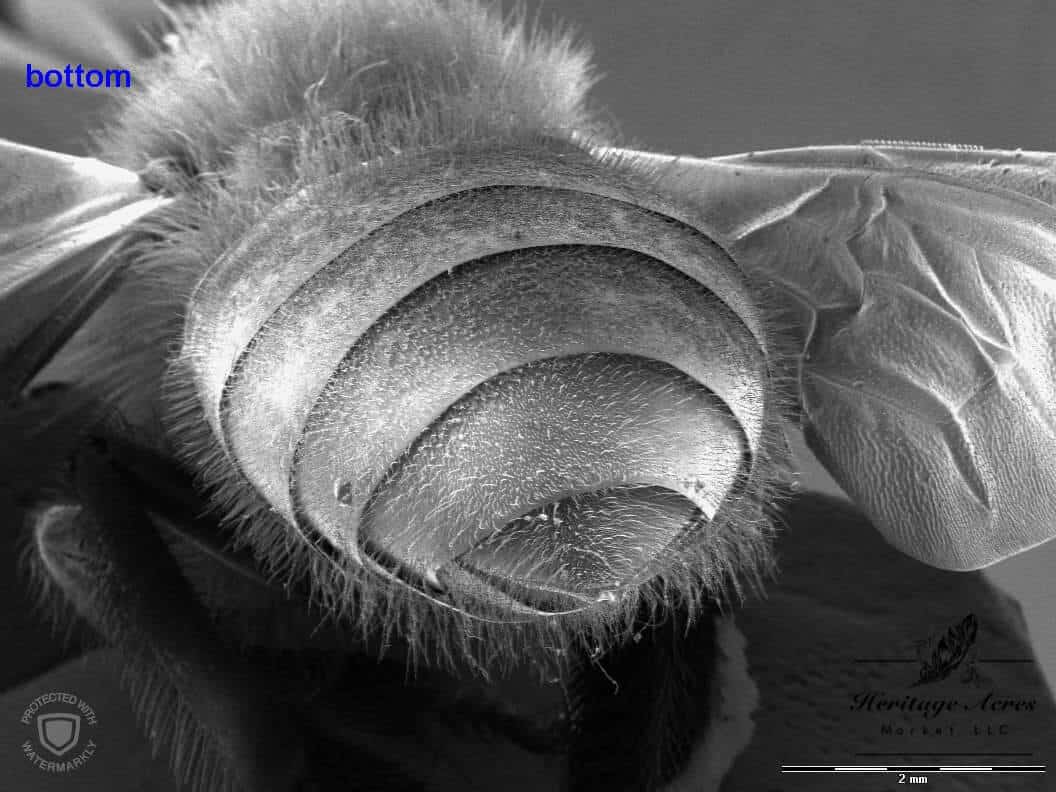 High Magnification Honey Bee Images - Heritage Acres Market LLC