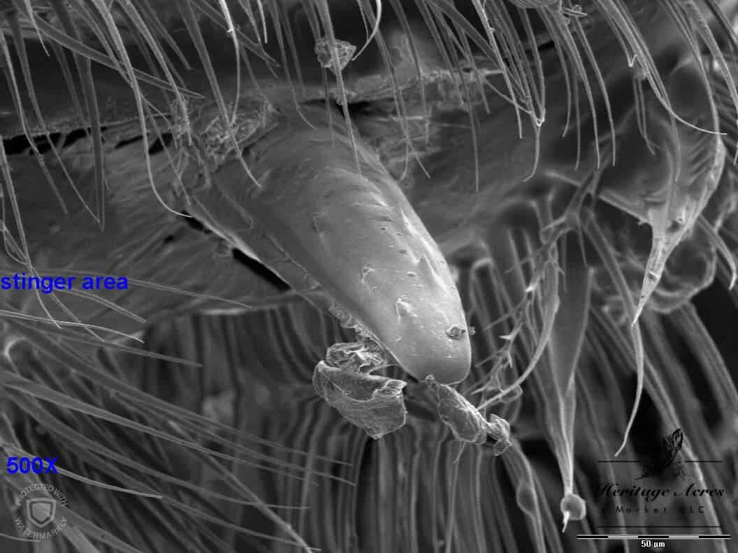 High Magnification Honey Bee Images - Heritage Acres Market LLC