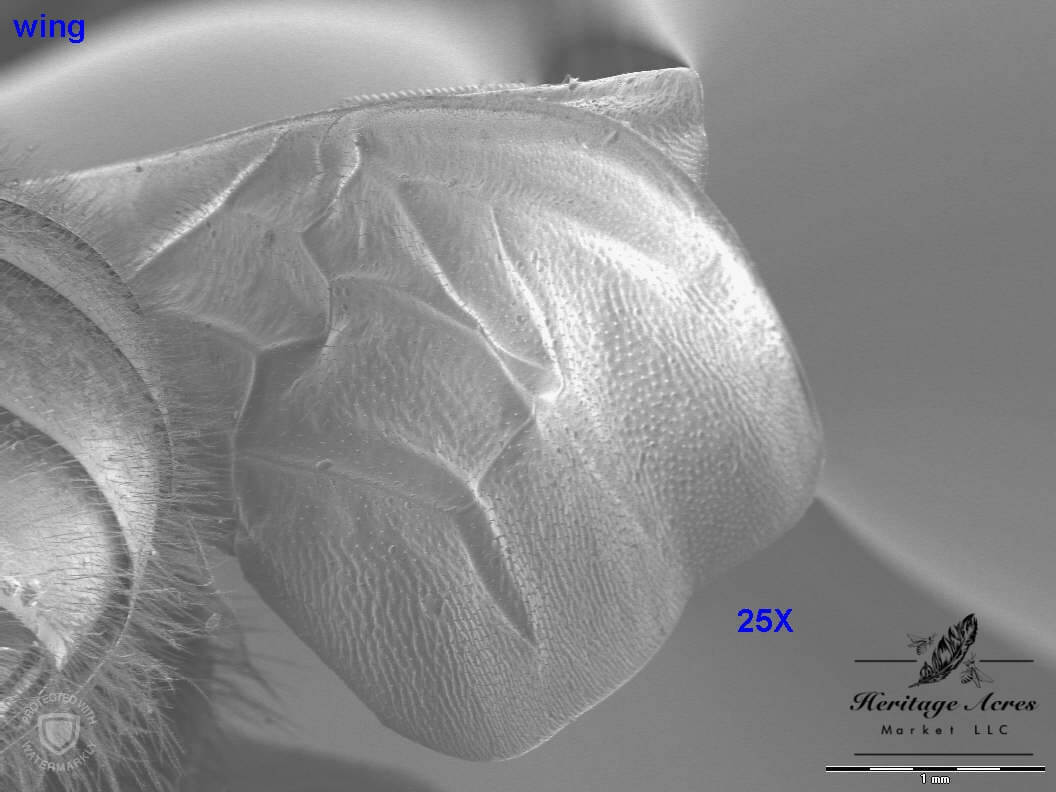 High Magnification Honey Bee Images - Heritage Acres Market LLC