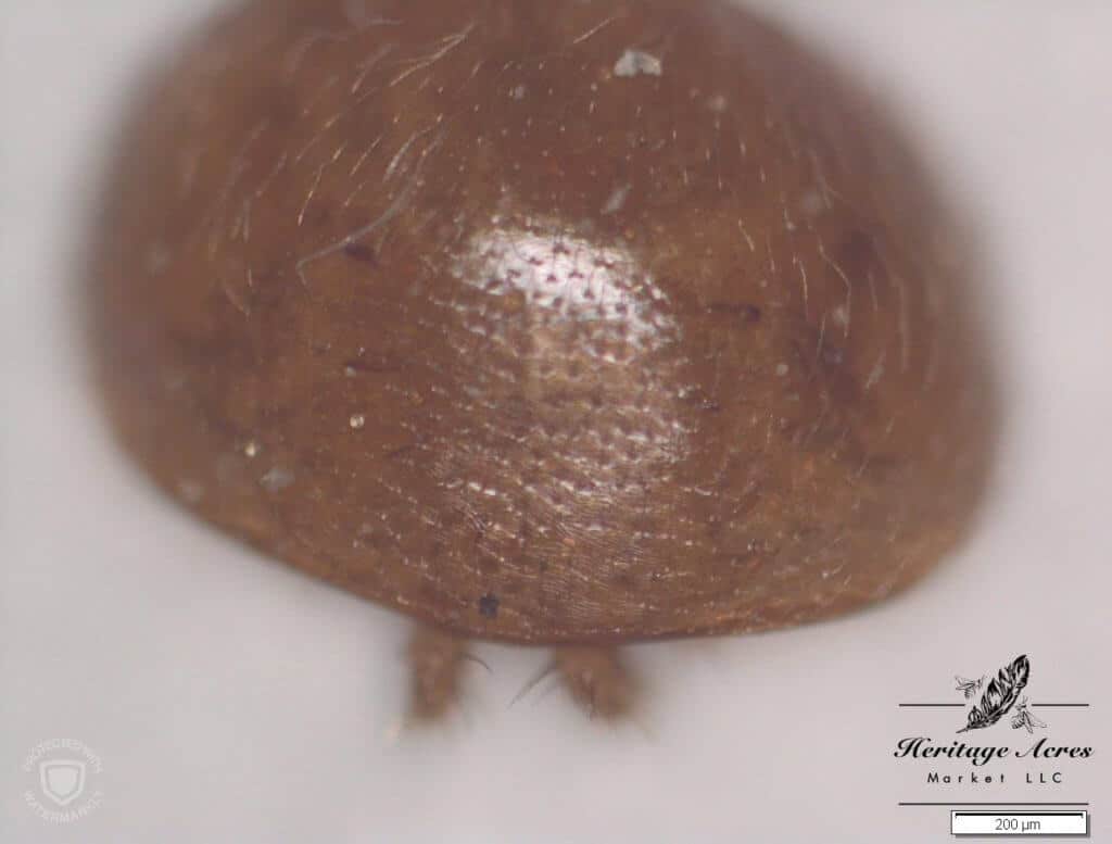 High Magnification Varroa Mite Images - Heritage Acres Market LLC