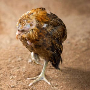 How To Deworm Chickens - Heritage Acres Market LLC