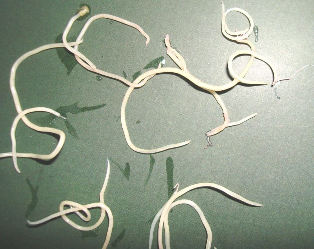 How To Deworm Chickens - Heritage Acres Market LLC