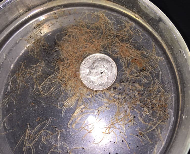 How To Deworm Chickens - Heritage Acres Market LLC