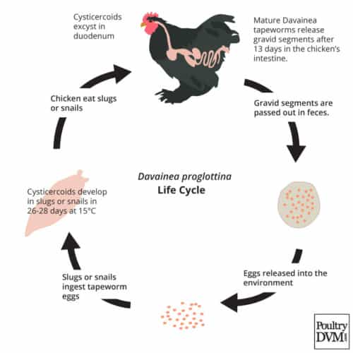 How To Deworm Chickens - Heritage Acres Market LLC