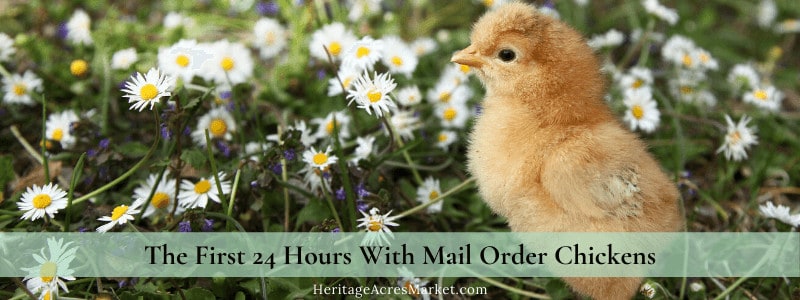 The First 24 Hours With Mail Order Chickens » Heritage Acres Market LLC