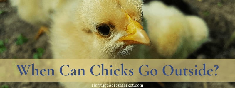 When Can Chicks Go Outside? » Heritage Acres Market LLC