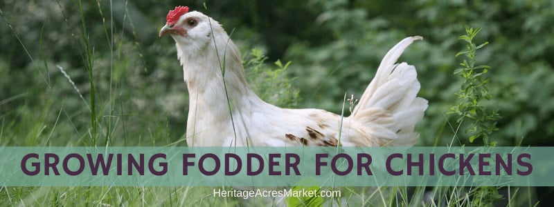Growing Fodder For Chickens » Heritage Acres Market LLC