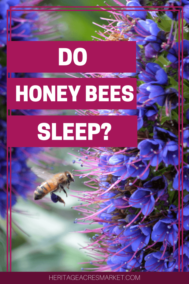 Do Honey Bees Sleep? - Heritage Acres Market LLC
