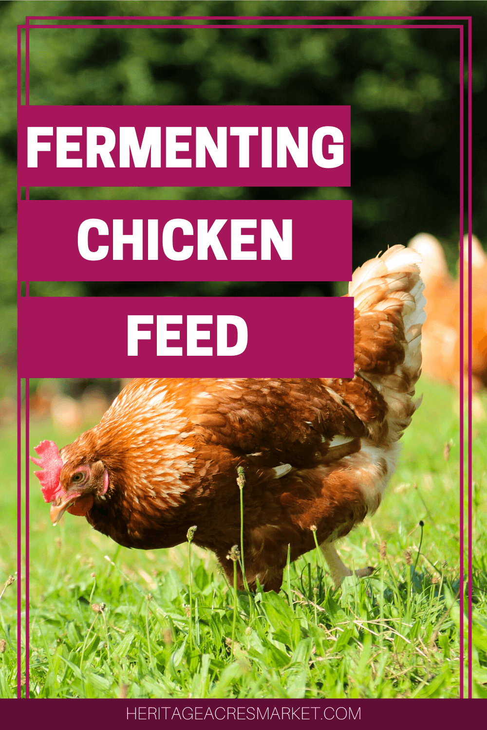 Fermenting Chicken Feed - Heritage Acres Market LLC