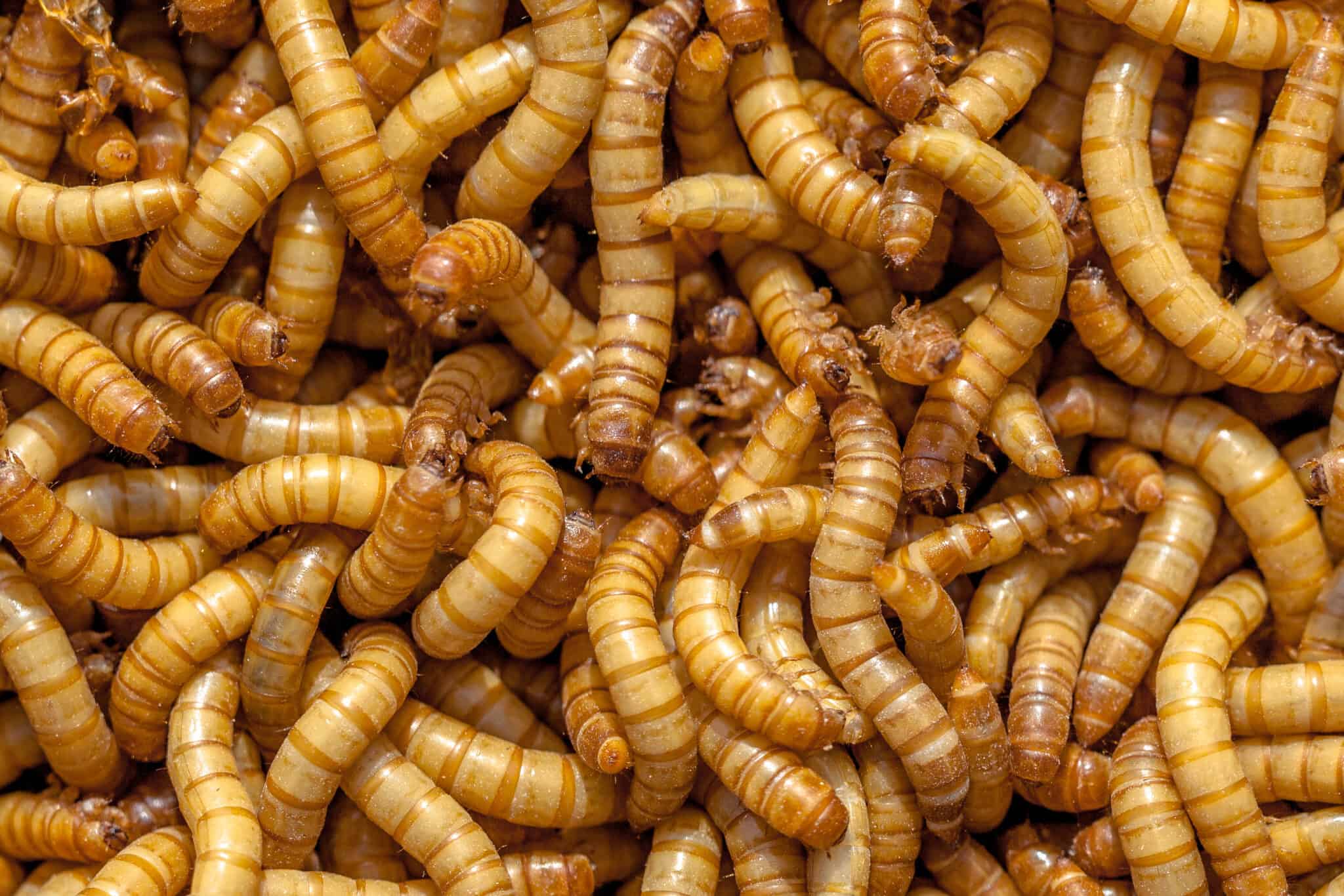 How To Raise Meal Worms Easy Florida Sims Comortle