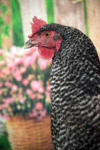 Plymouth Rock Chicken: Everything You Need to Know - Heritage Acres ...