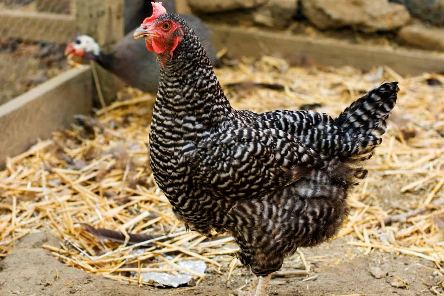 Plymouth Rock Chicken: Everything You Need to Know - Heritage Acres ...