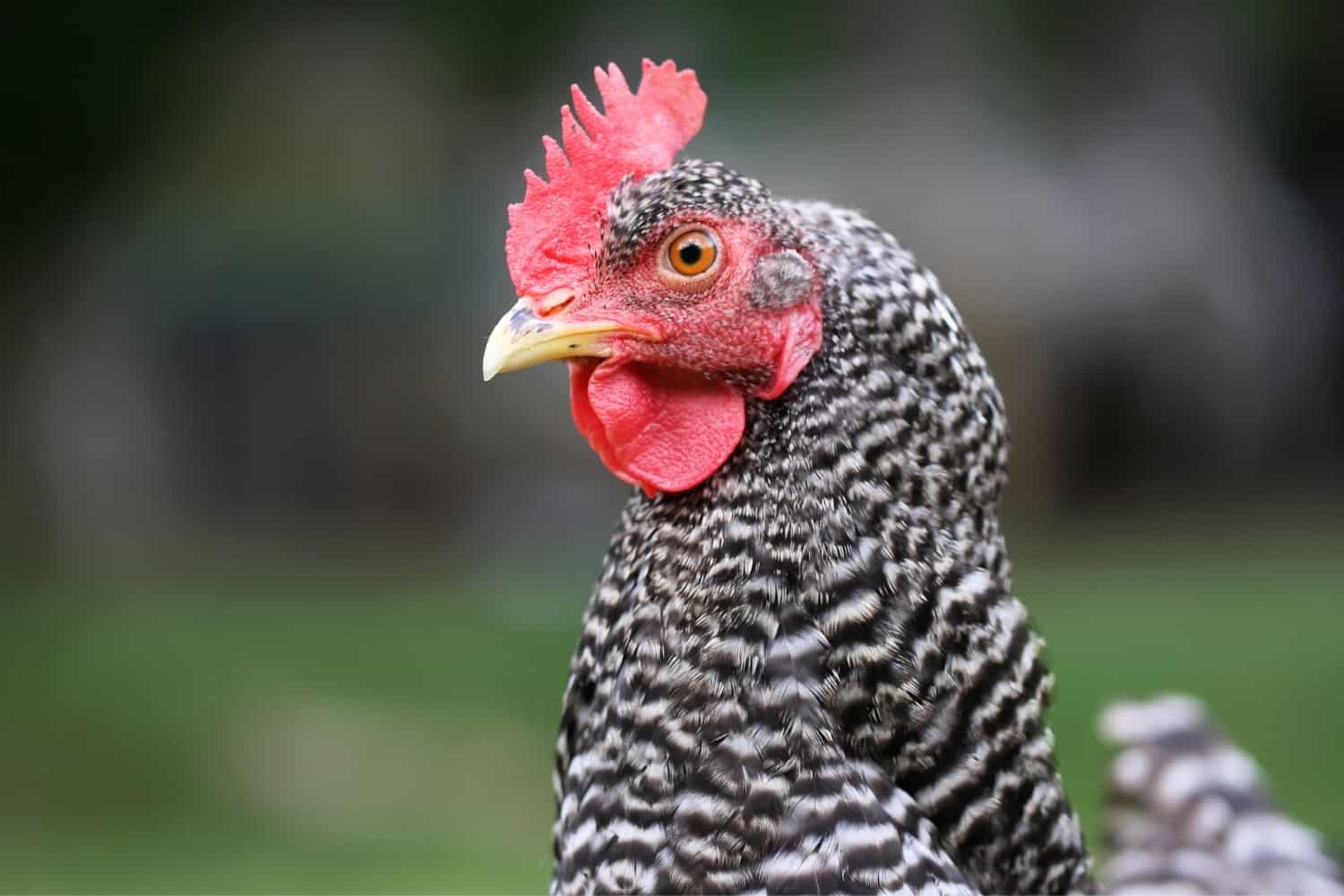 Plymouth Rock Chicken Story - Heritage Acres Market LLC