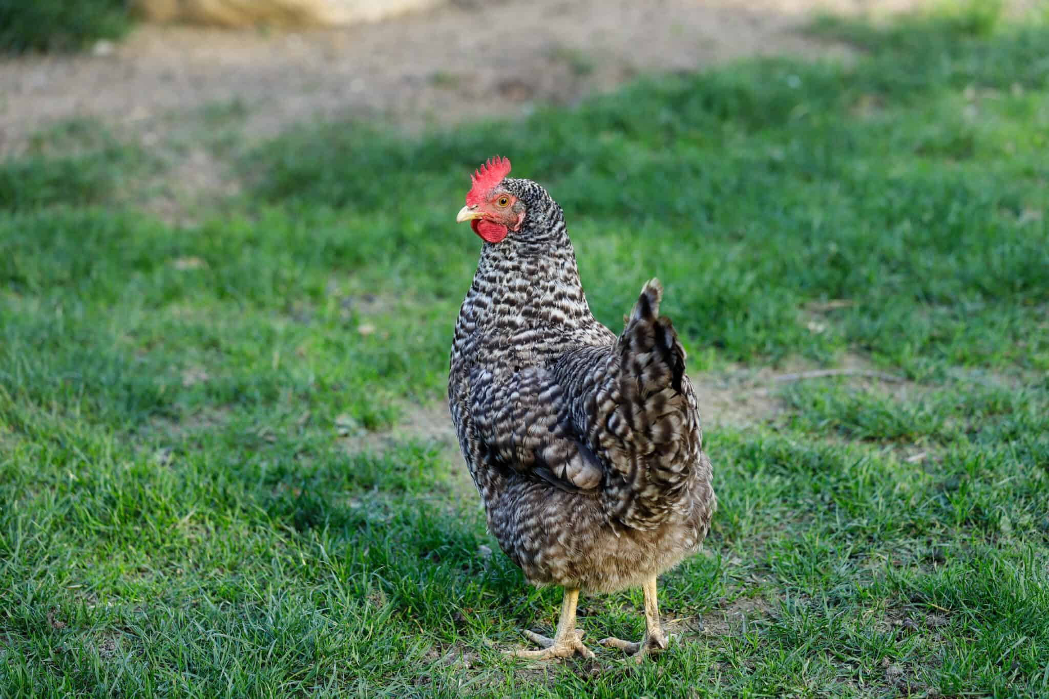 Plymouth Rock Chicken: Everything You Need to Know - Heritage Acres ...