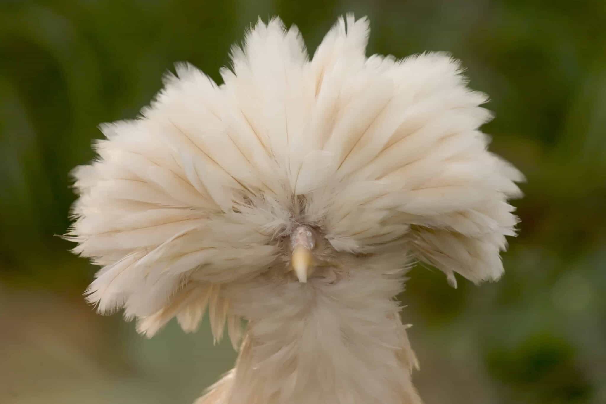 Polish Chicken: A Complete Guide To The Tophat Chicken » Heritage Acres ...