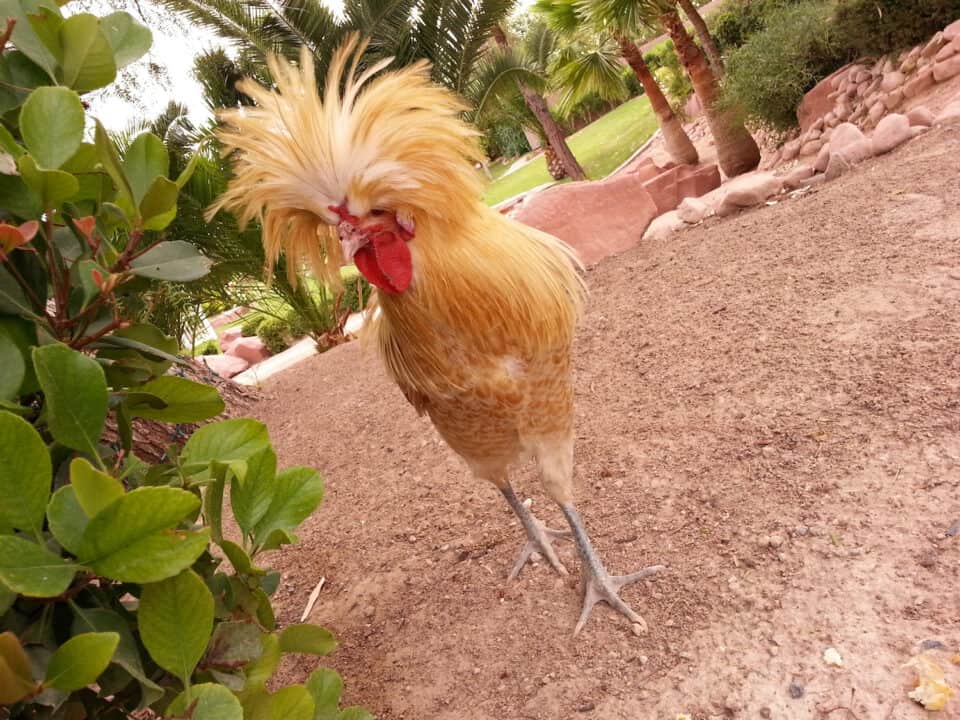 Polish Chicken: A Complete Guide To The Tophat Chicken - Heritage Acres ...