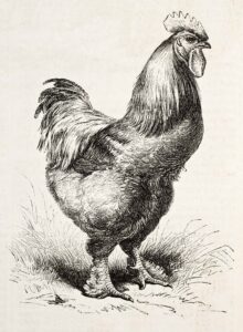Cochin Chickens: Not Your Average Bit of Fluff - Heritage Acres Market LLC