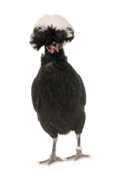 Polish Chicken: A Complete Guide To The Tophat Chicken - Heritage Acres ...