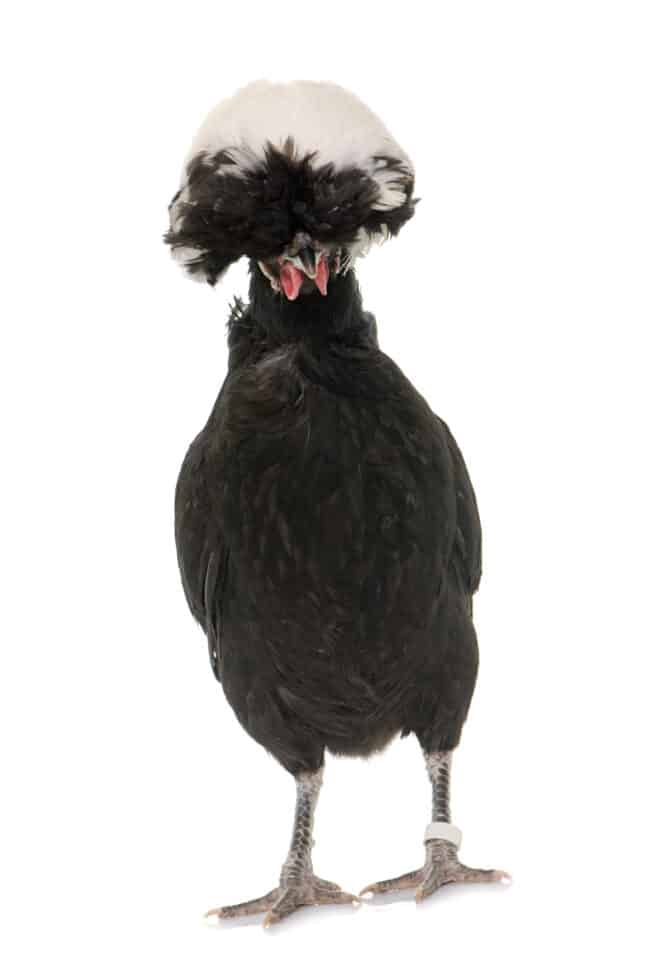 Polish Chicken: A Complete Guide To The Tophat Chicken - Heritage Acres ...