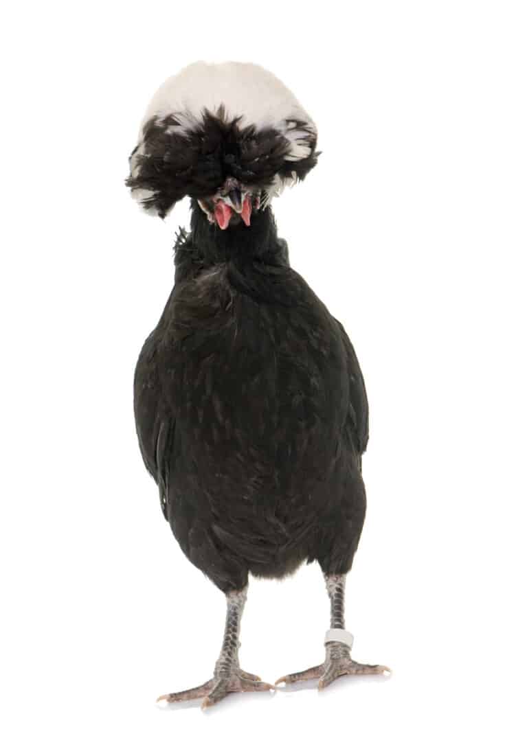 Polish Chicken: A Complete Guide To The Tophat Chicken - Heritage Acres ...