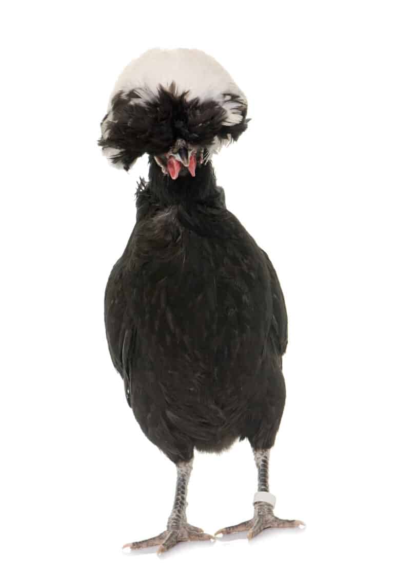 Polish Chicken: A Complete Guide To The Tophat Chicken - Heritage Acres ...
