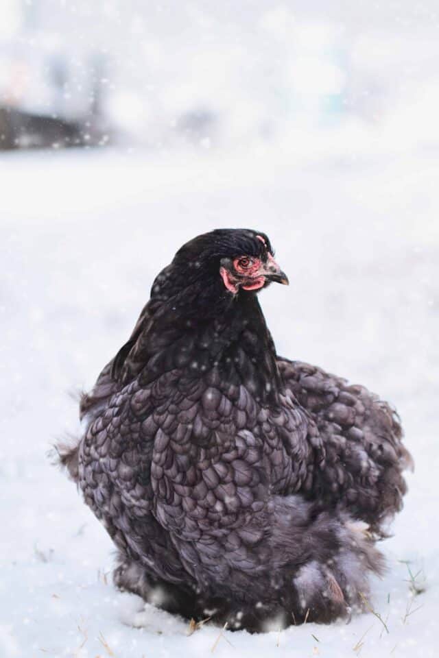Cochin Chickens: Not Your Average Bit of Fluff - Heritage Acres Market LLC