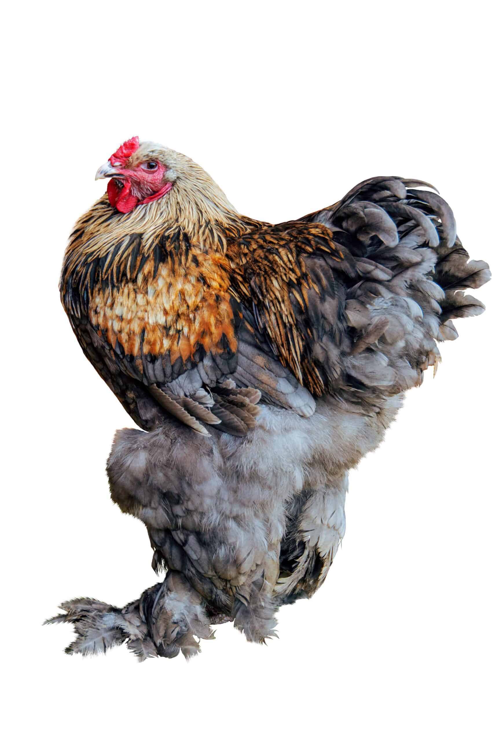 Cochin Chicken Story - Heritage Acres Market LLC