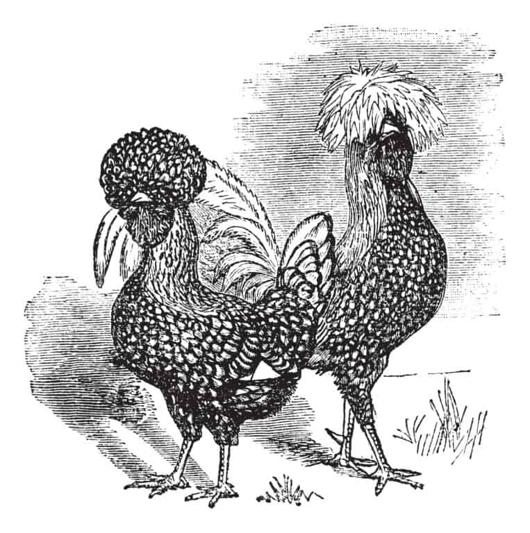 Polish Chicken: A Complete Guide To The Tophat Chicken - Heritage Acres ...