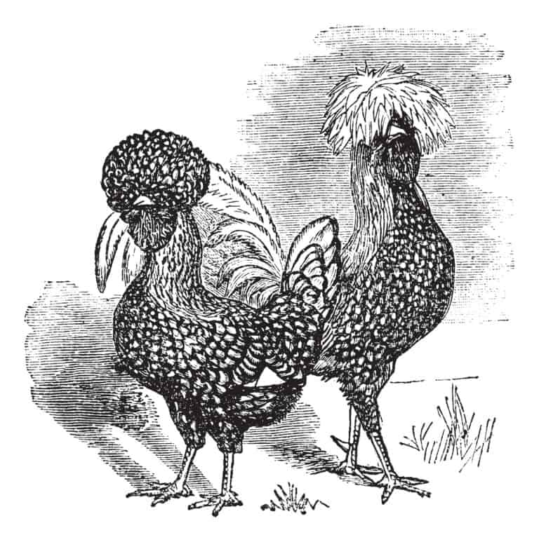 Polish Chicken: A Complete Guide To The Tophat Chicken - Heritage Acres ...