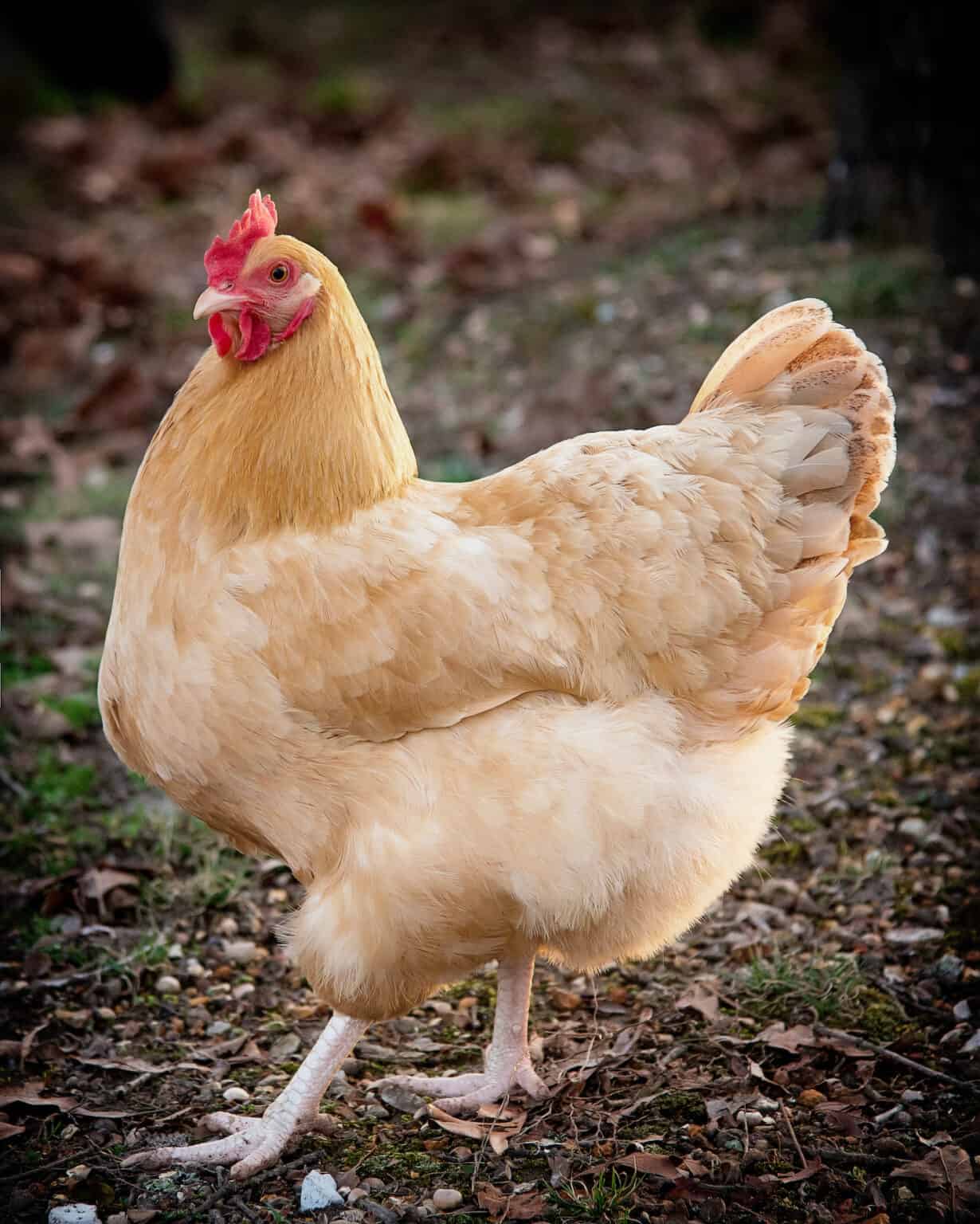 Buff Orpington Chickens: All You Need to Know About This Delightful ...