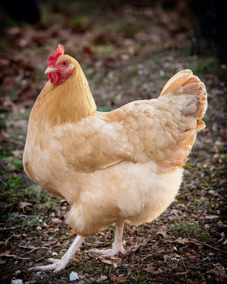Buff Orpington Chickens: All You Need to Know About This Delightful ...