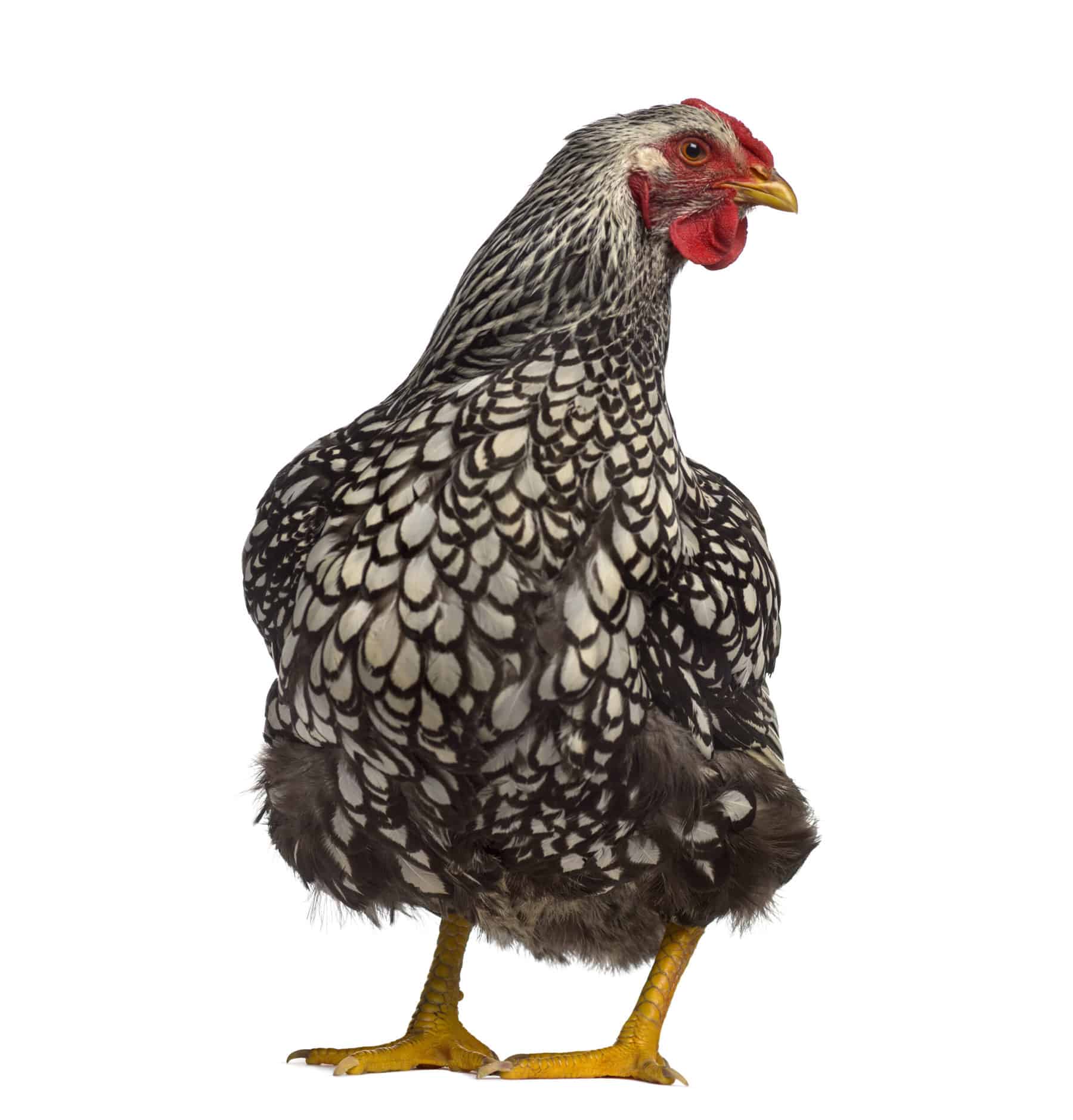 Wyandotte Chickens: All You Need To Know - Heritage Acres Market LLC Wyandotte Chickens: All You Need To Know - Heritage Acres Market LLC