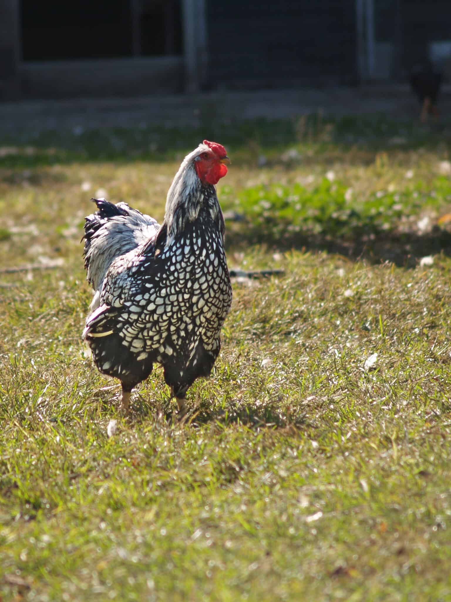 Wyandotte Chickens: All You Need To Know - Heritage Acres Market LLC