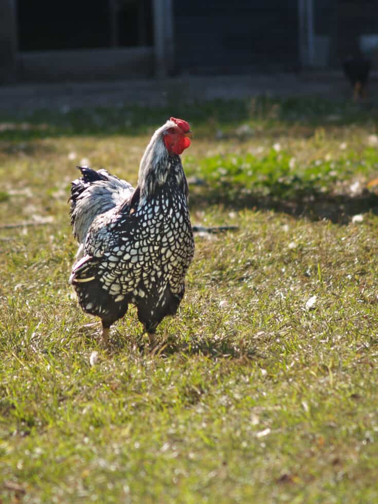 Wyandotte Chickens: All You Need To Know - Heritage Acres Market LLC