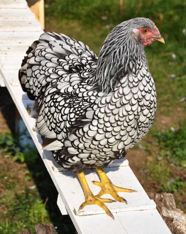 Wyandotte Chickens: All You Need To Know - Heritage Acres Market LLC