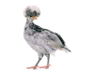 Polish Chicken: A Complete Guide To The Tophat Chicken - Heritage Acres ...