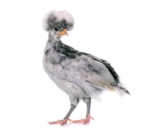 Polish Chicken: A Complete Guide To The Tophat Chicken - Heritage Acres ...