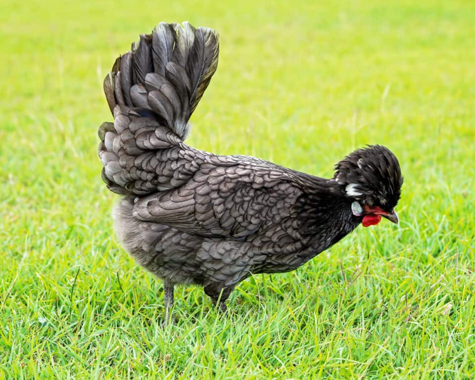 Polish Chicken: A Complete Guide To The Tophat Chicken - Heritage Acres ...