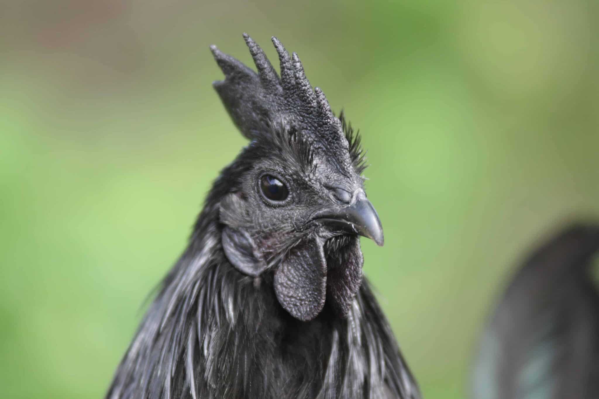 Ayam Cemani: Everything You Need To Know About This Rare and Mysterious ...