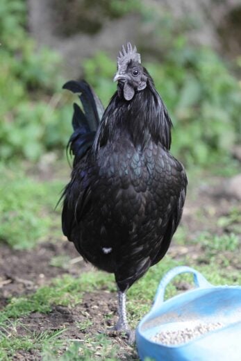Ayam Cemani: Everything You Need To Know About This Rare and Mysterious ...