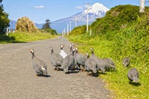 Guinea Fowl: Everything You Need to Know About These Unique Birds ...