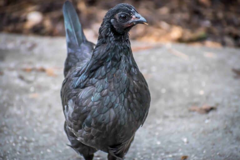 Ayam Cemani: Everything You Need To Know About This Rare and Mysterious ...